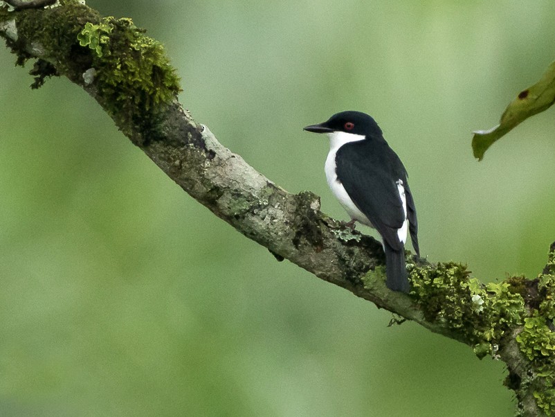 African Shrike-flycatcher - eBird