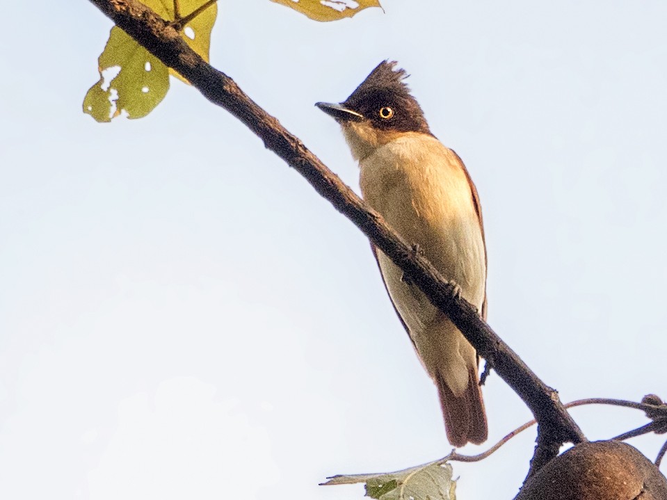 Black-and-white Shrike-flycatcher - eBird