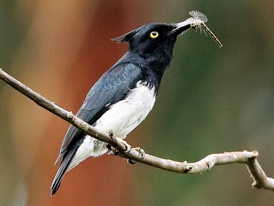 Black-and-white Shrike-flycatcher - eBird