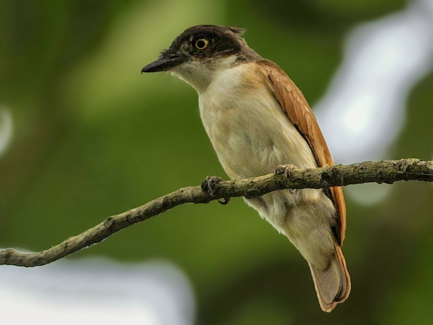 Black-and-white Shrike-flycatcher - eBird
