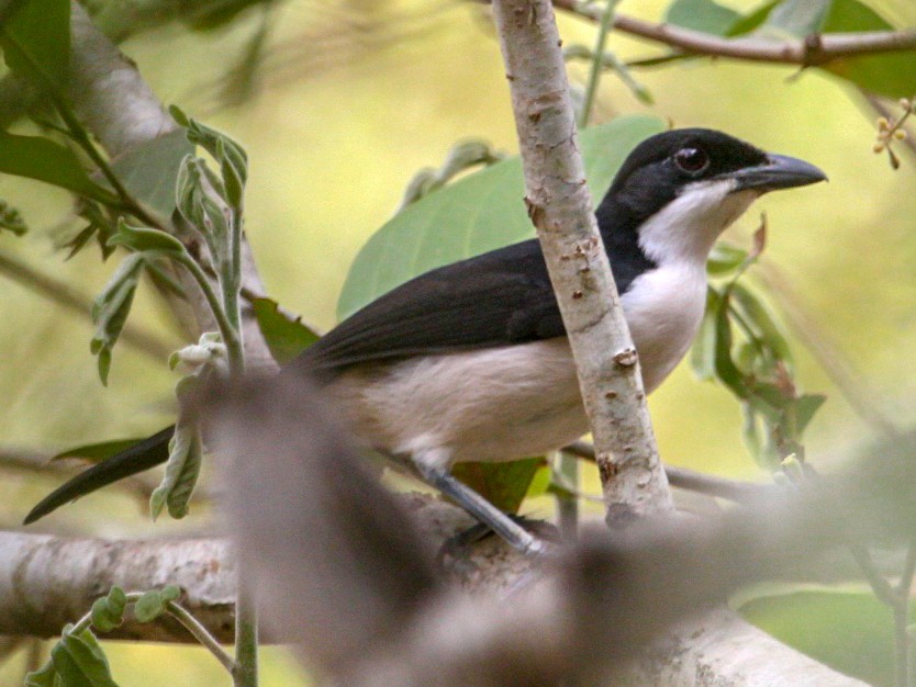 Zanzibar Boubou - eBird