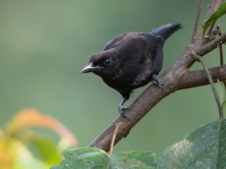 Lowland Sooty Boubou - eBird