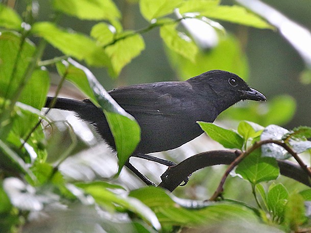 Fülleborn's Boubou - eBird