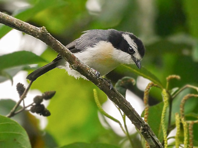 Gray-green Bushshrike - eBird