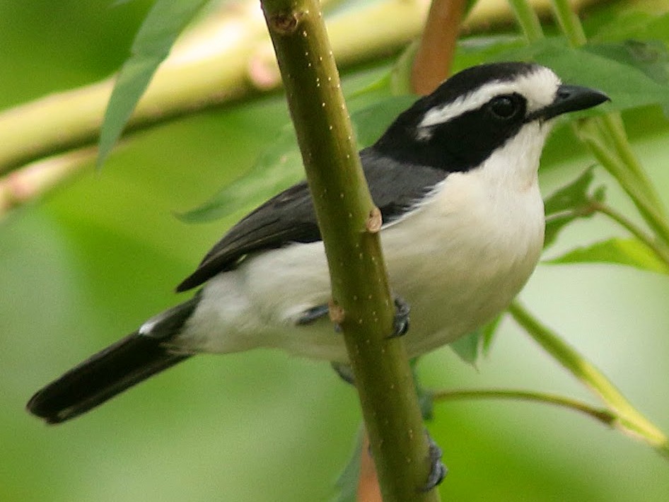 Grey-green Bushshrike - eBird