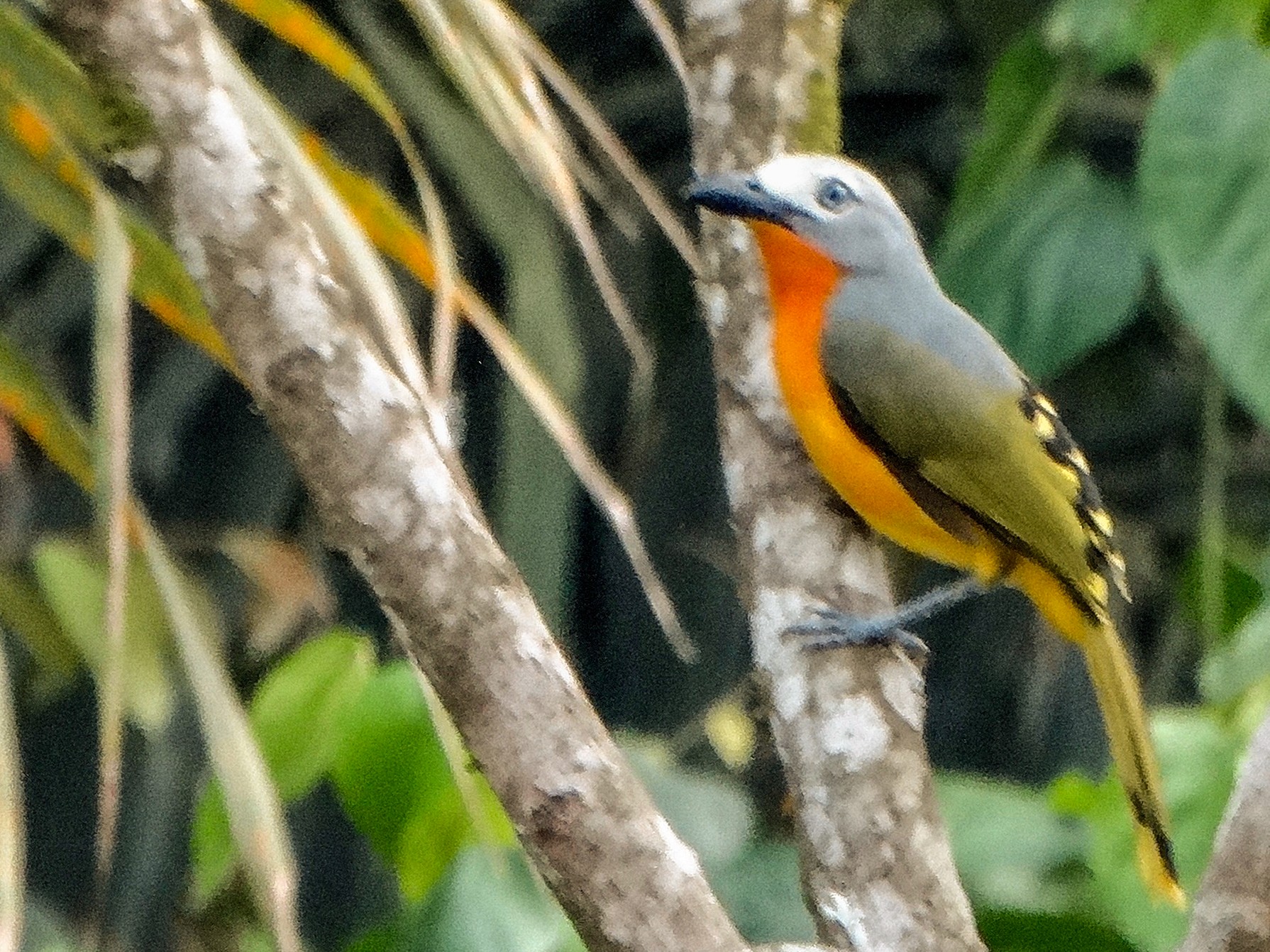 Fiery-breasted Bushshrike - eBird