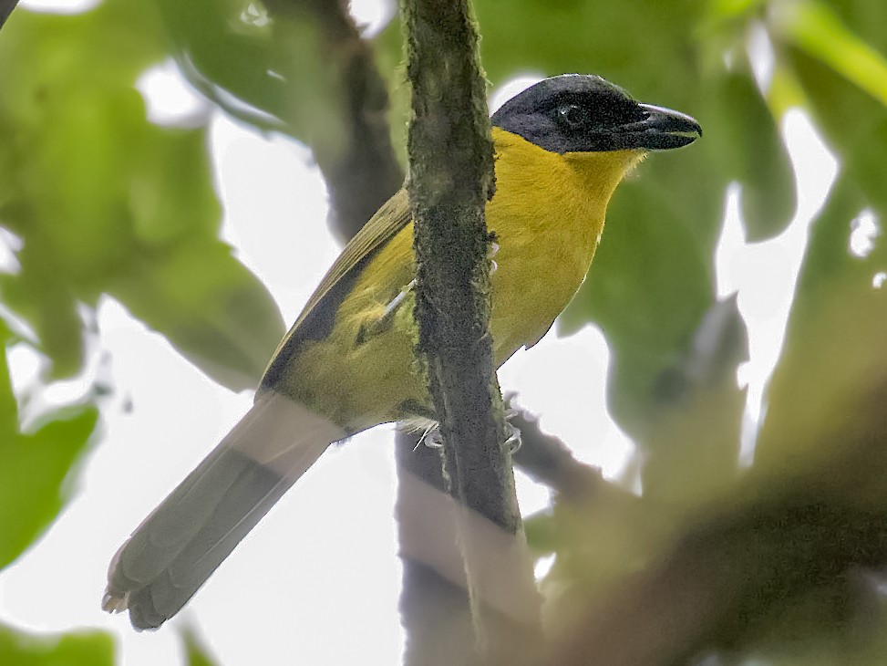 Uluguru Bushshrike - Malaconotus alius - Birds of the World