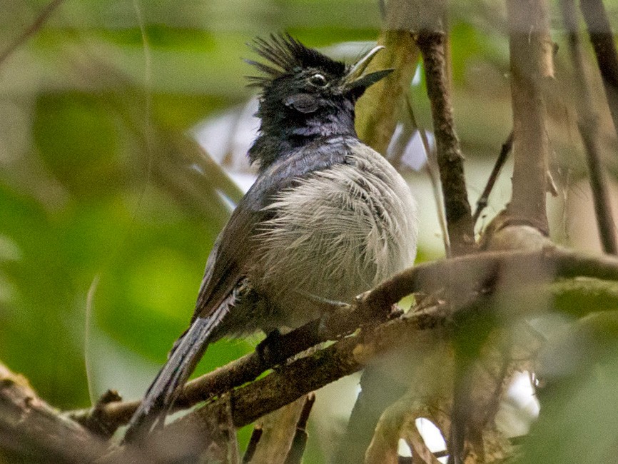 Blue-headed Crested-Flycatcher - eBird