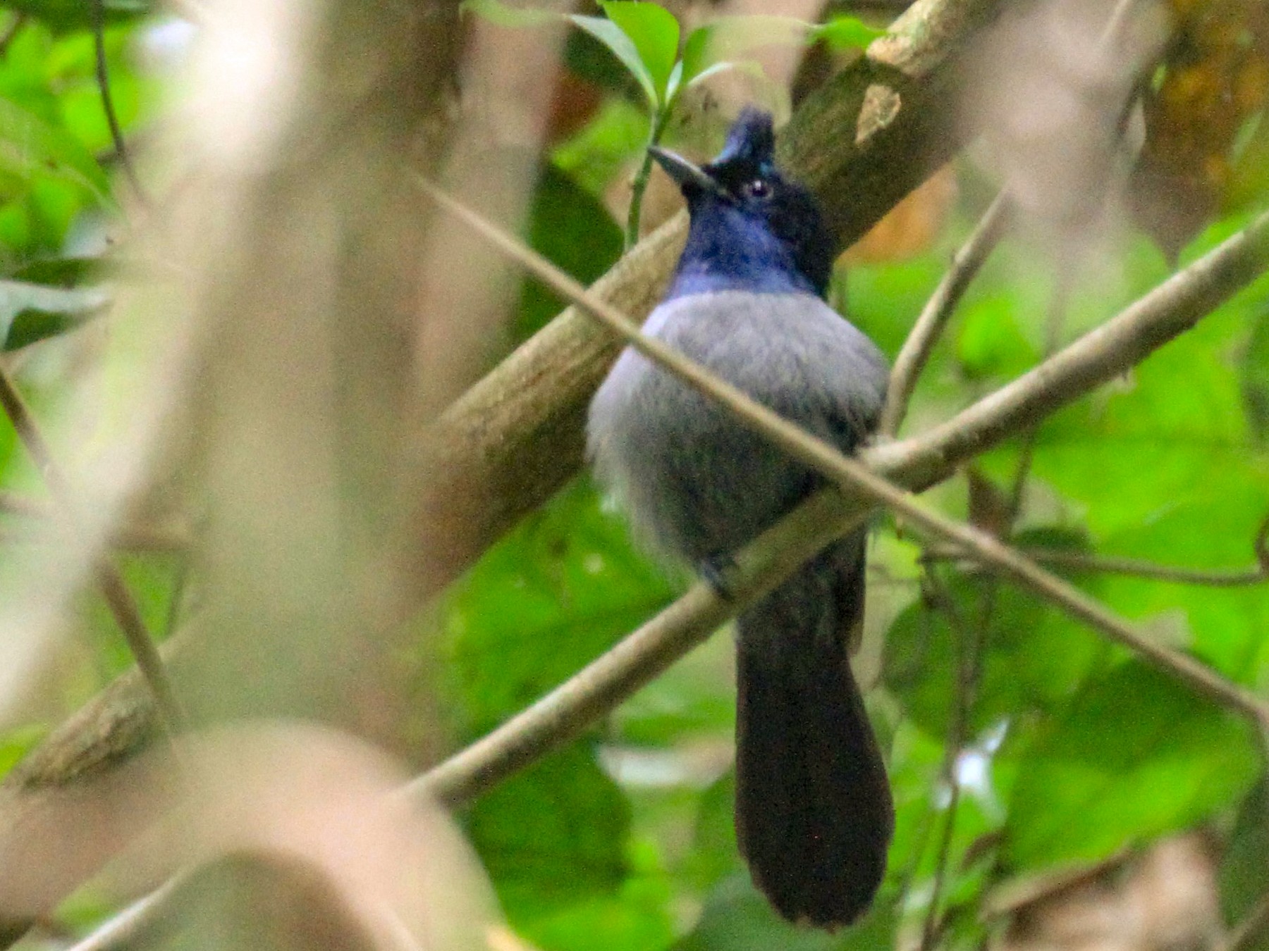 Blue-headed Crested-Flycatcher - eBird