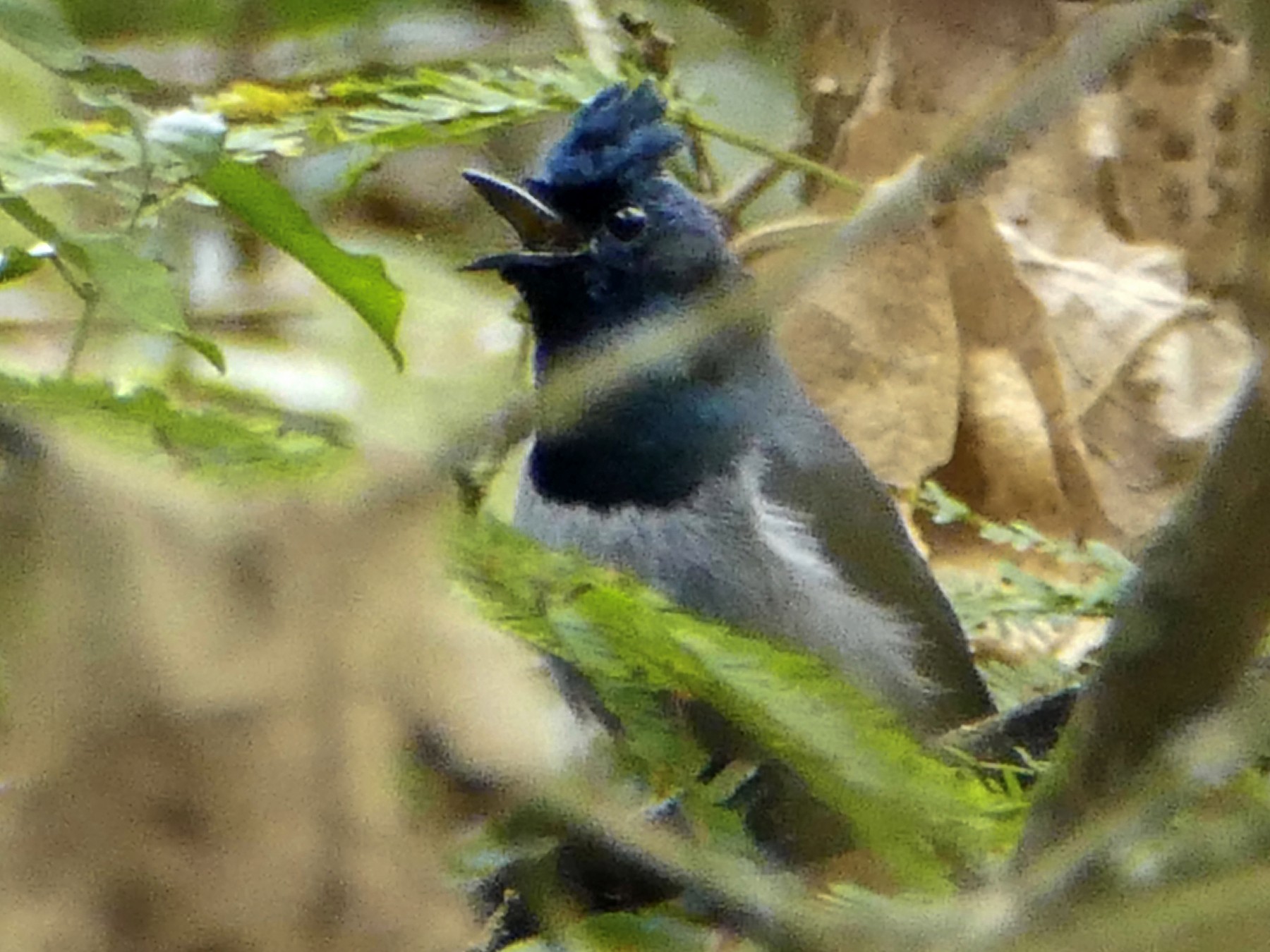 Blue-headed Crested-Flycatcher - eBird
