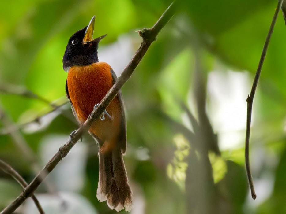 Black-headed Paradise-Flycatcher - eBird