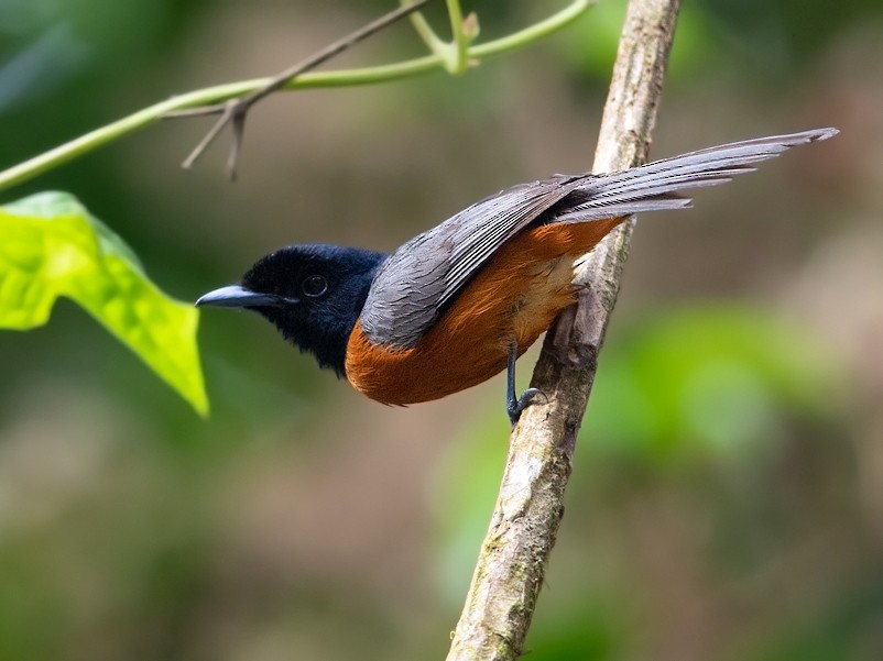 Black-headed Paradise-Flycatcher - eBird