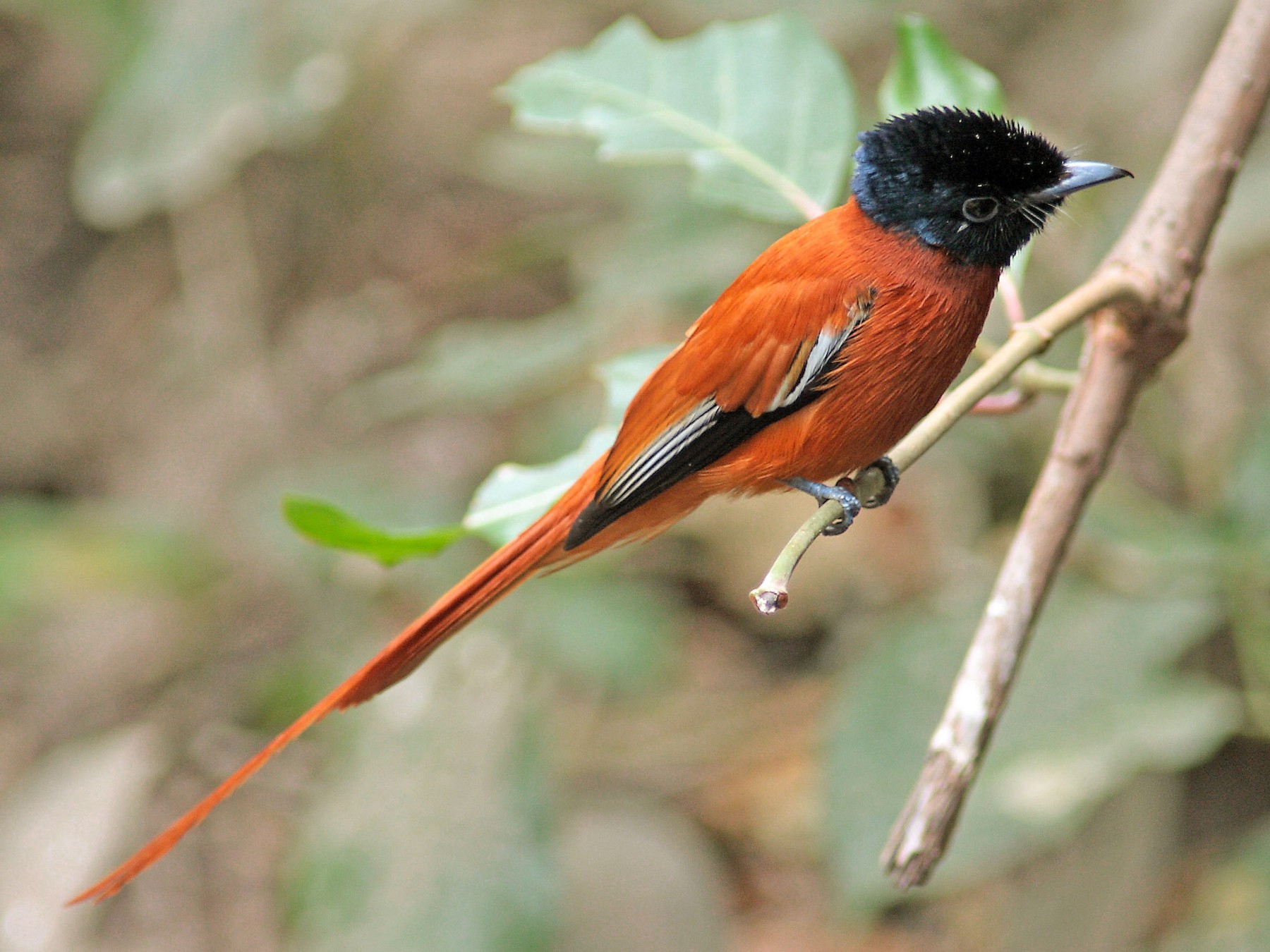 Black-headed Paradise-Flycatcher - eBird