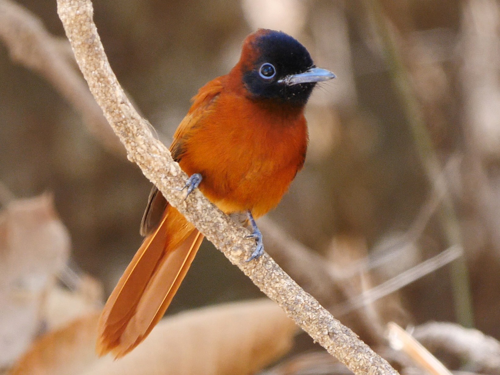 Black-headed Paradise-Flycatcher - eBird