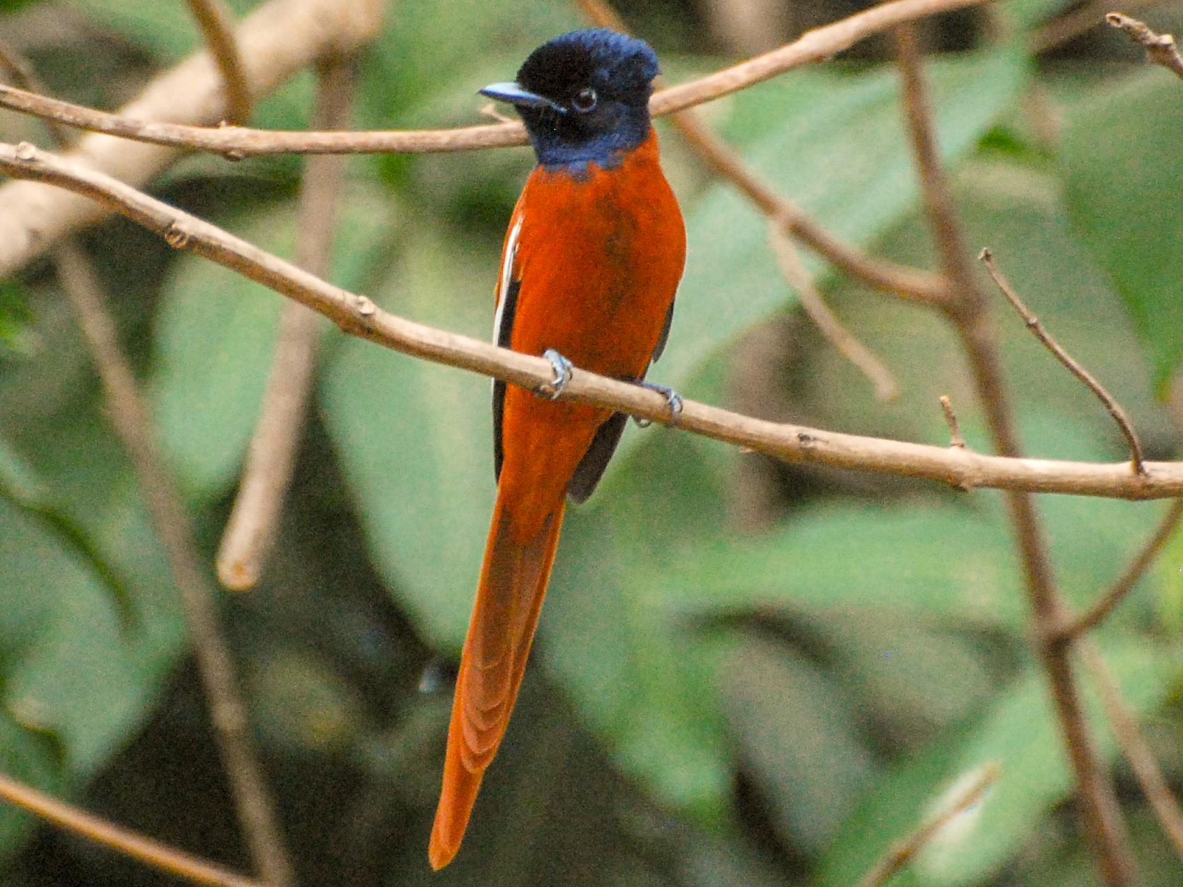 Black-headed Paradise-Flycatcher - eBird