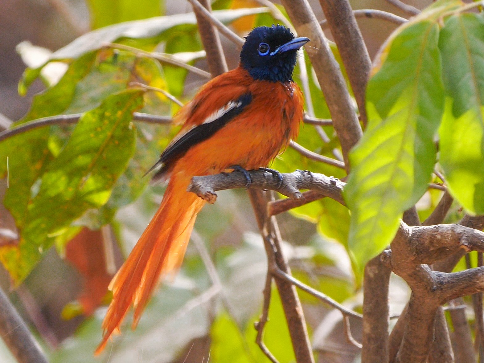 Black-headed Paradise-Flycatcher - eBird