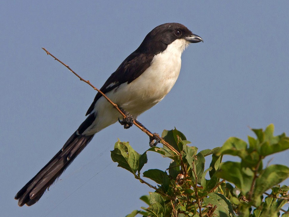 Long-tailed Fiscal - eBird