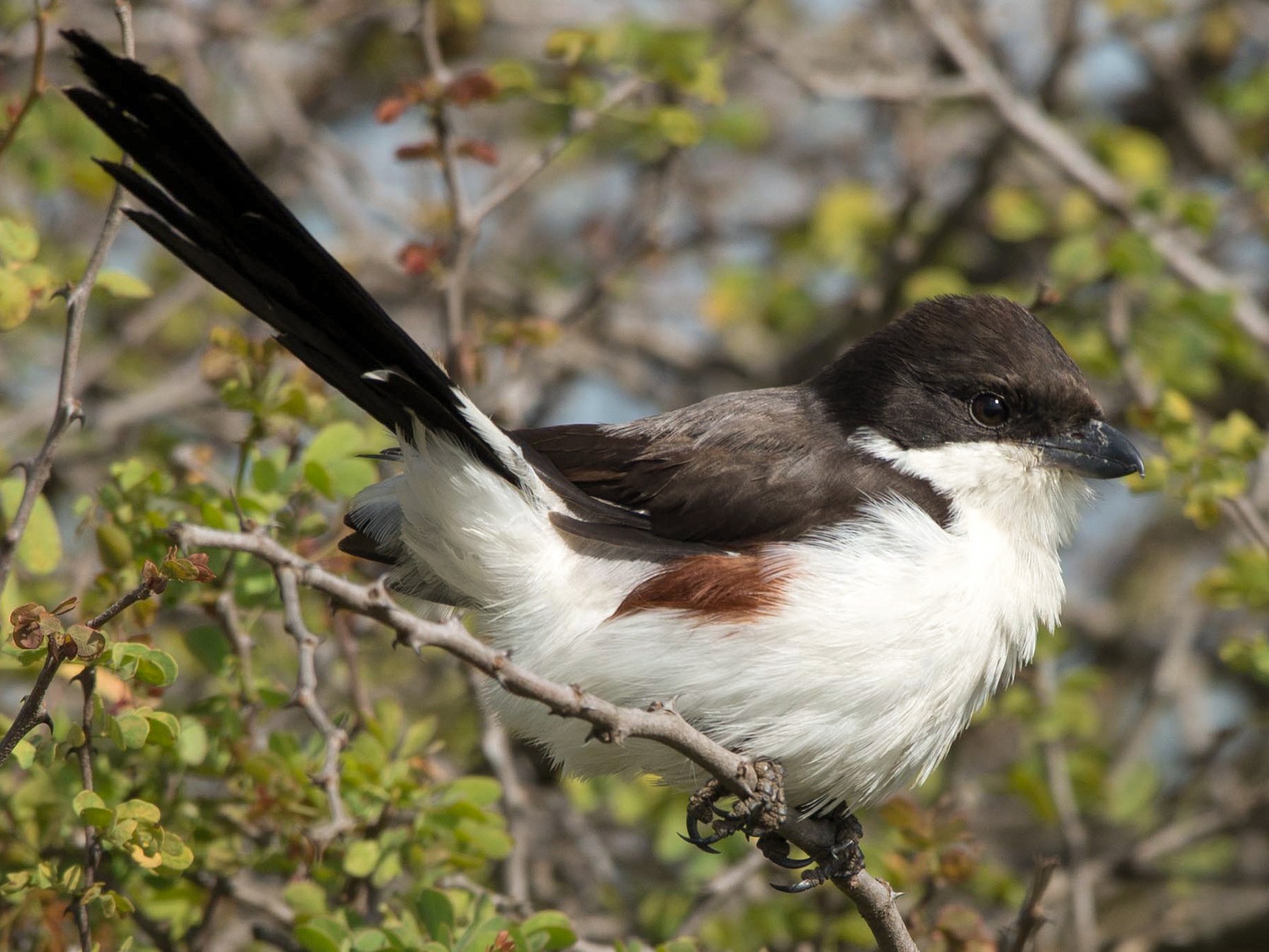 Long-tailed Fiscal - eBird
