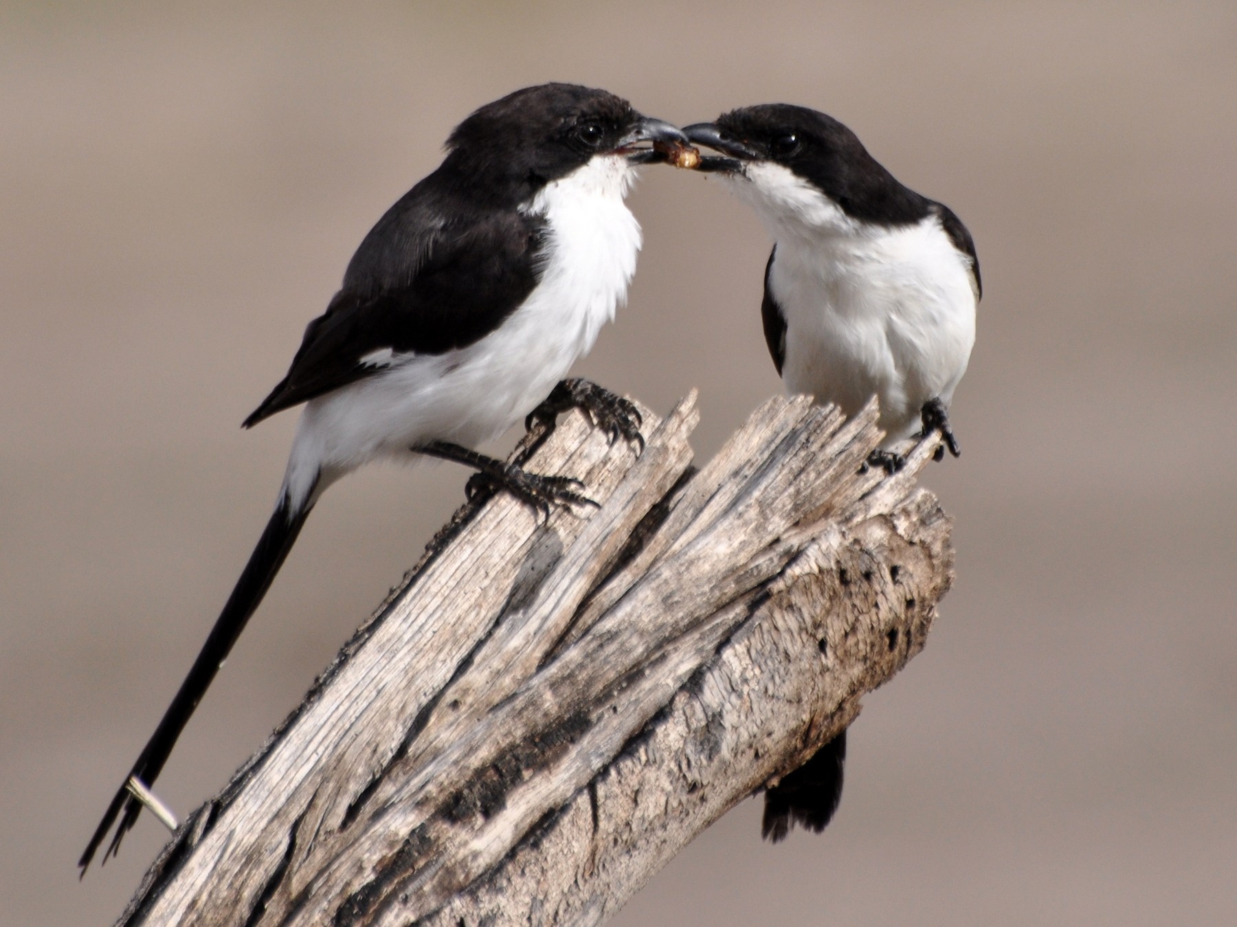 Long-tailed Fiscal - eBird