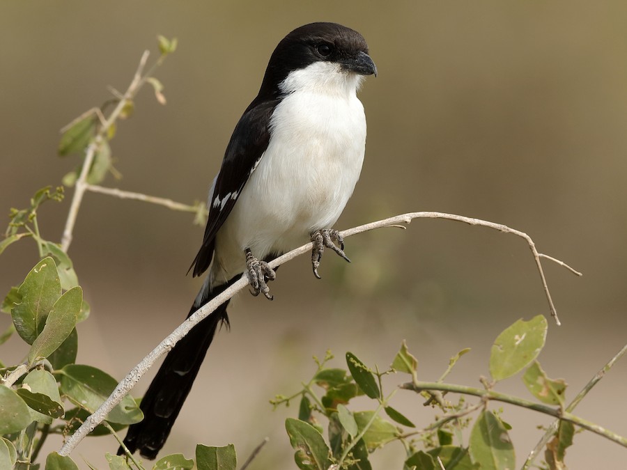 Long-tailed Fiscal - eBird