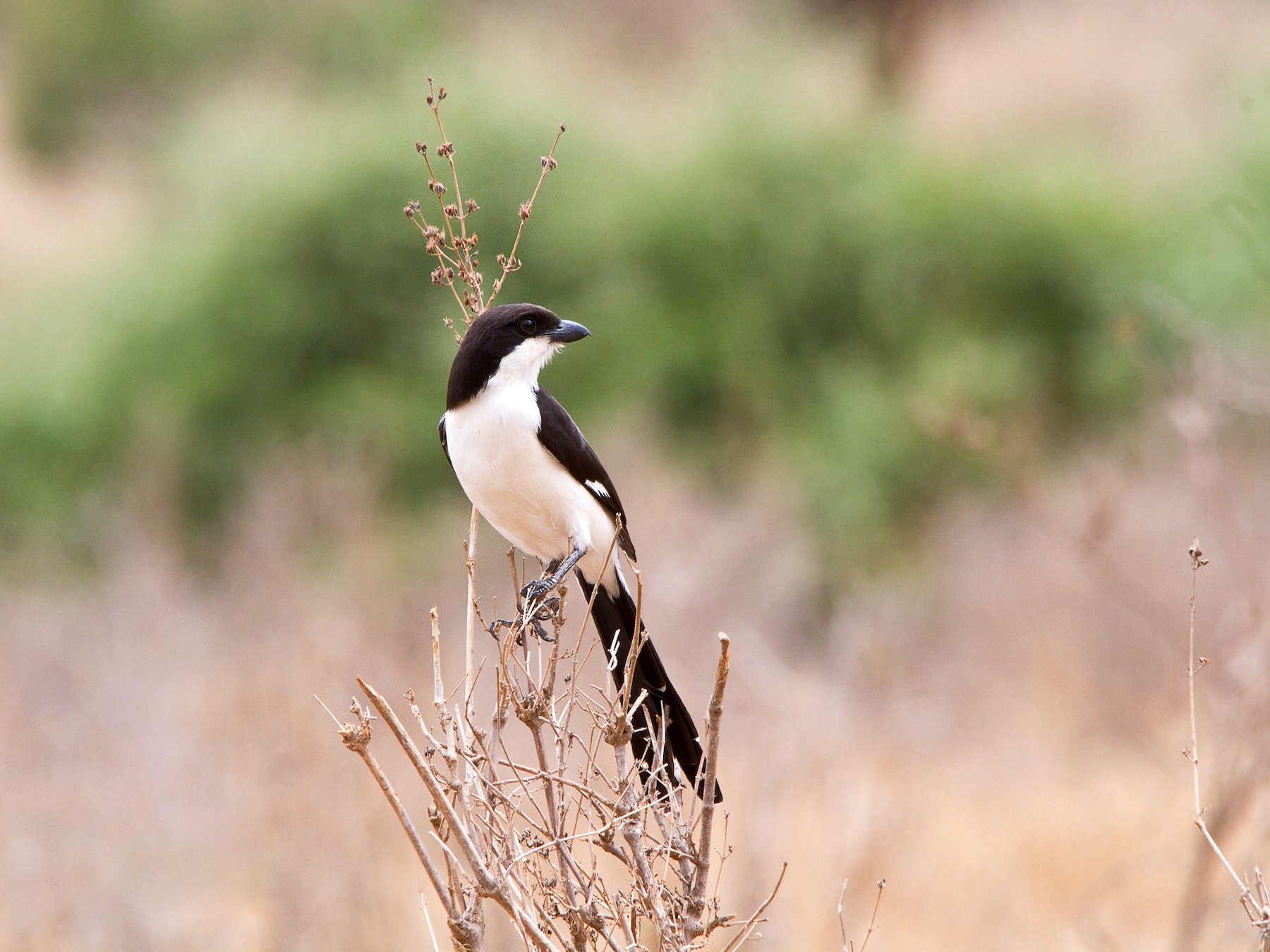 Long-tailed Fiscal - eBird