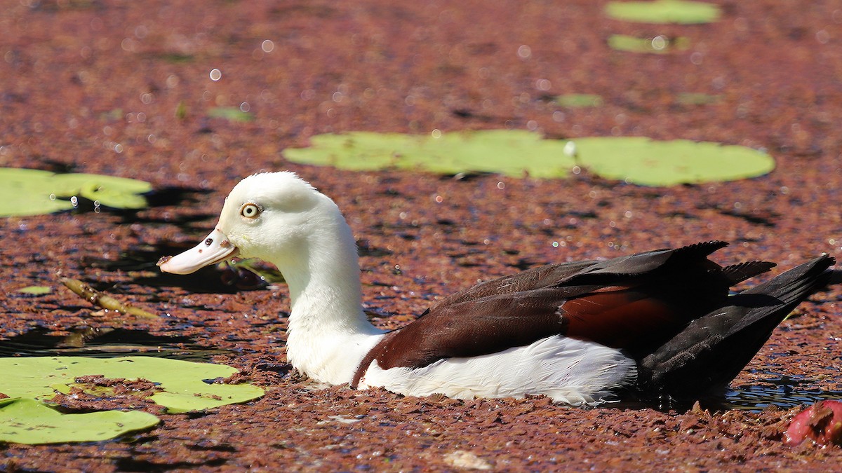 eBird Checklist - 29 Jul 2020 - Mareeba--Bicentennial Lakes - 56 species