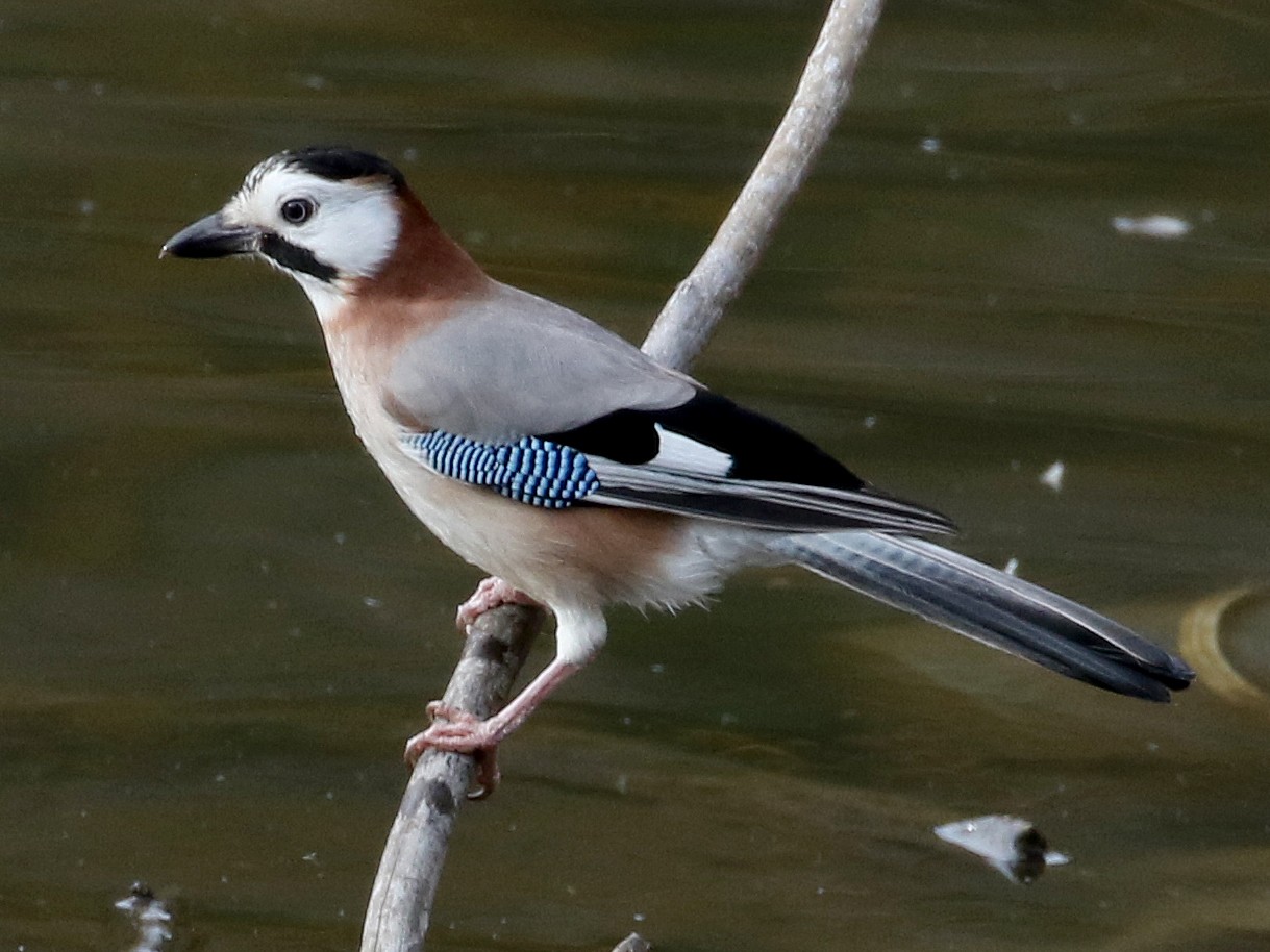 Eurasian Blue Jay Bird Full Tail Feathers JB9 Feathers Jewelry & Beauty ...