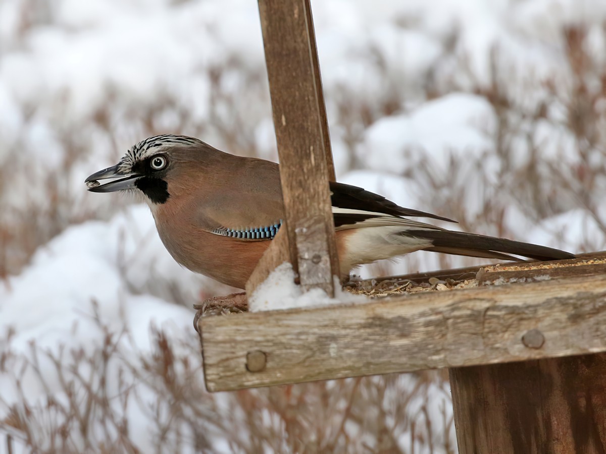 Eurasian Jay - eBird