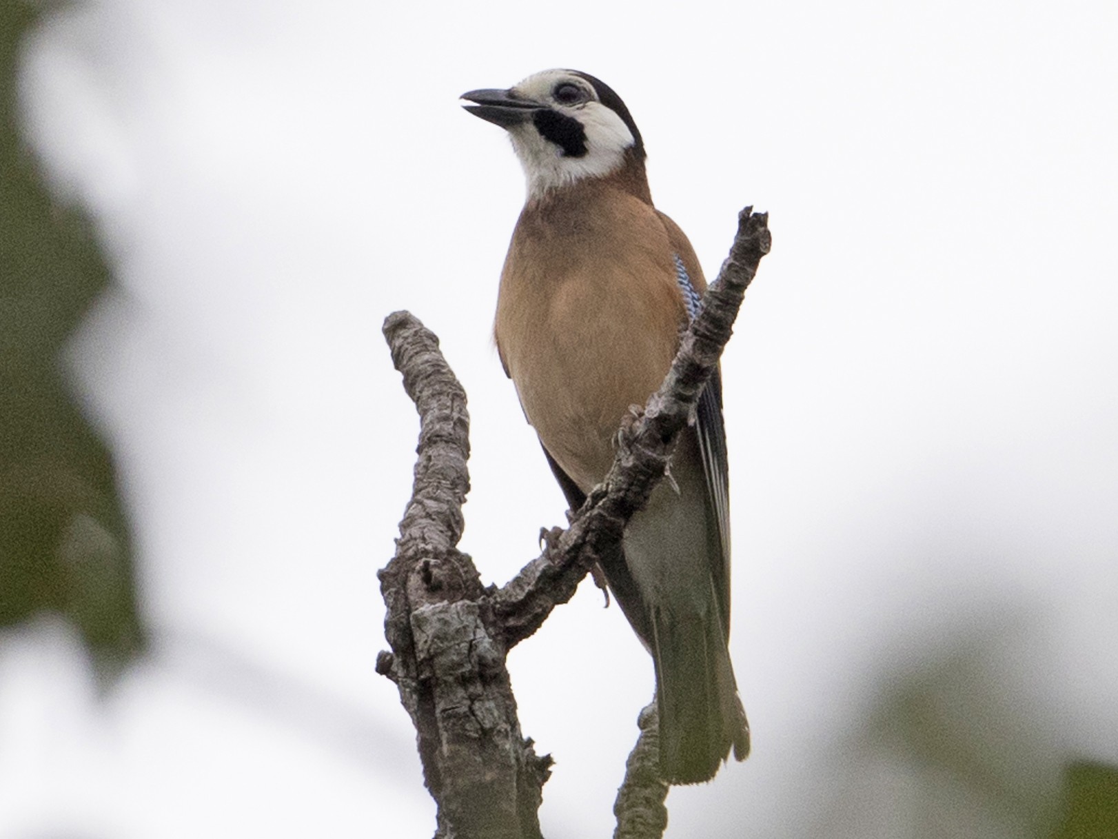 Eurasian Jay - eBird