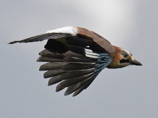 Eurasian Jay - eBird