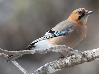 Eurasian Jay - eBird