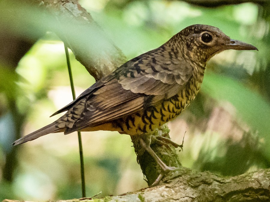 Sri Lanka Thrush - eBird