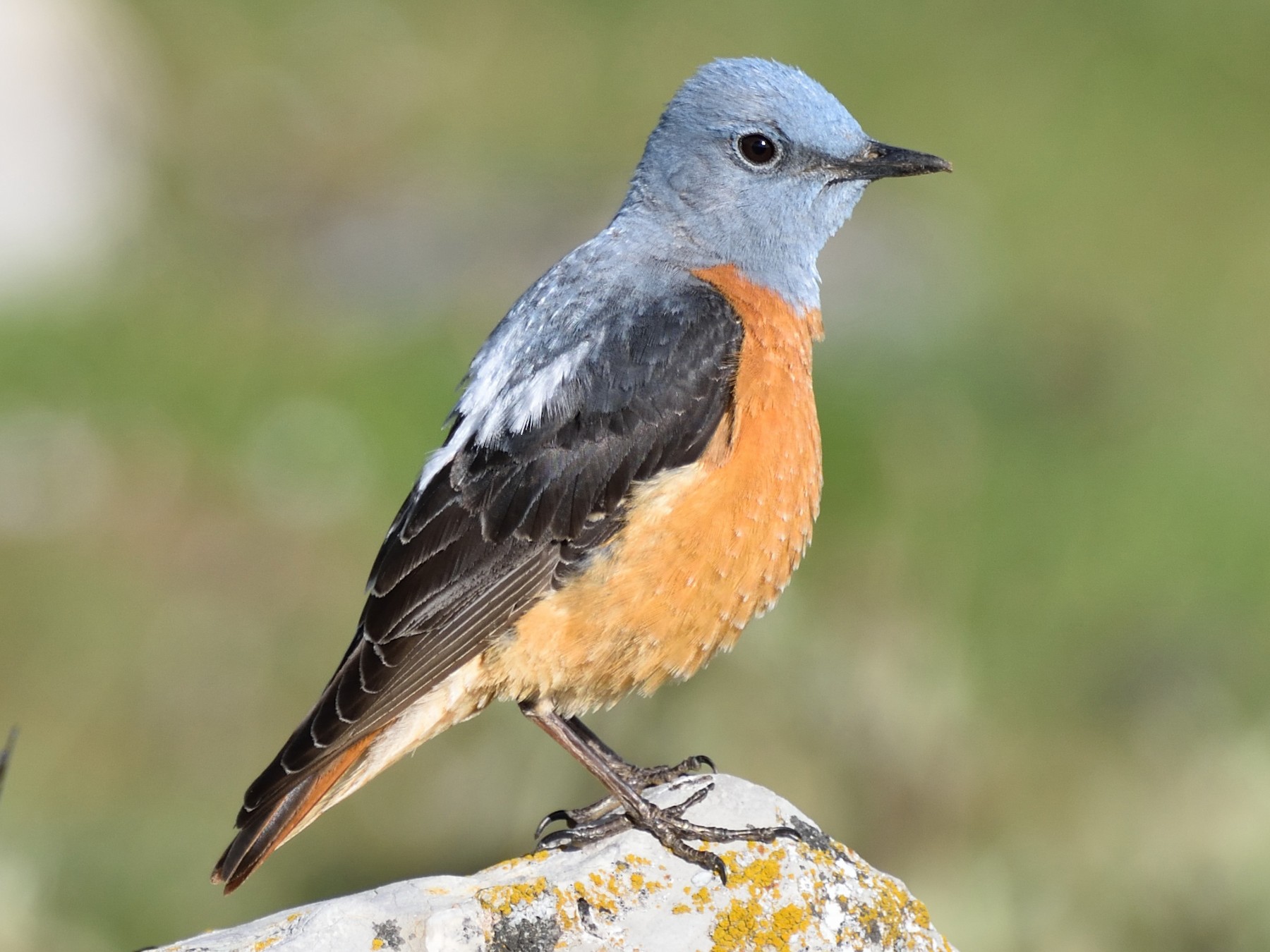 Rufous-tailed Rock-Thrush - eBird