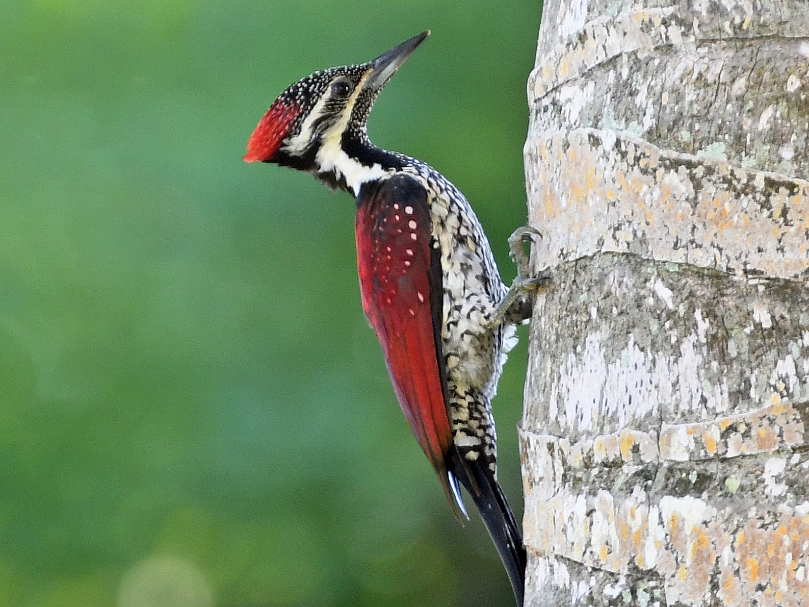 Red-backed Flameback - eBird