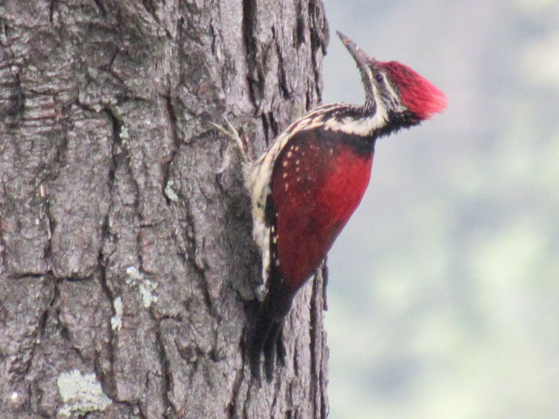 Red-backed Flameback - eBird