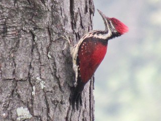 Red-backed Flameback - eBird
