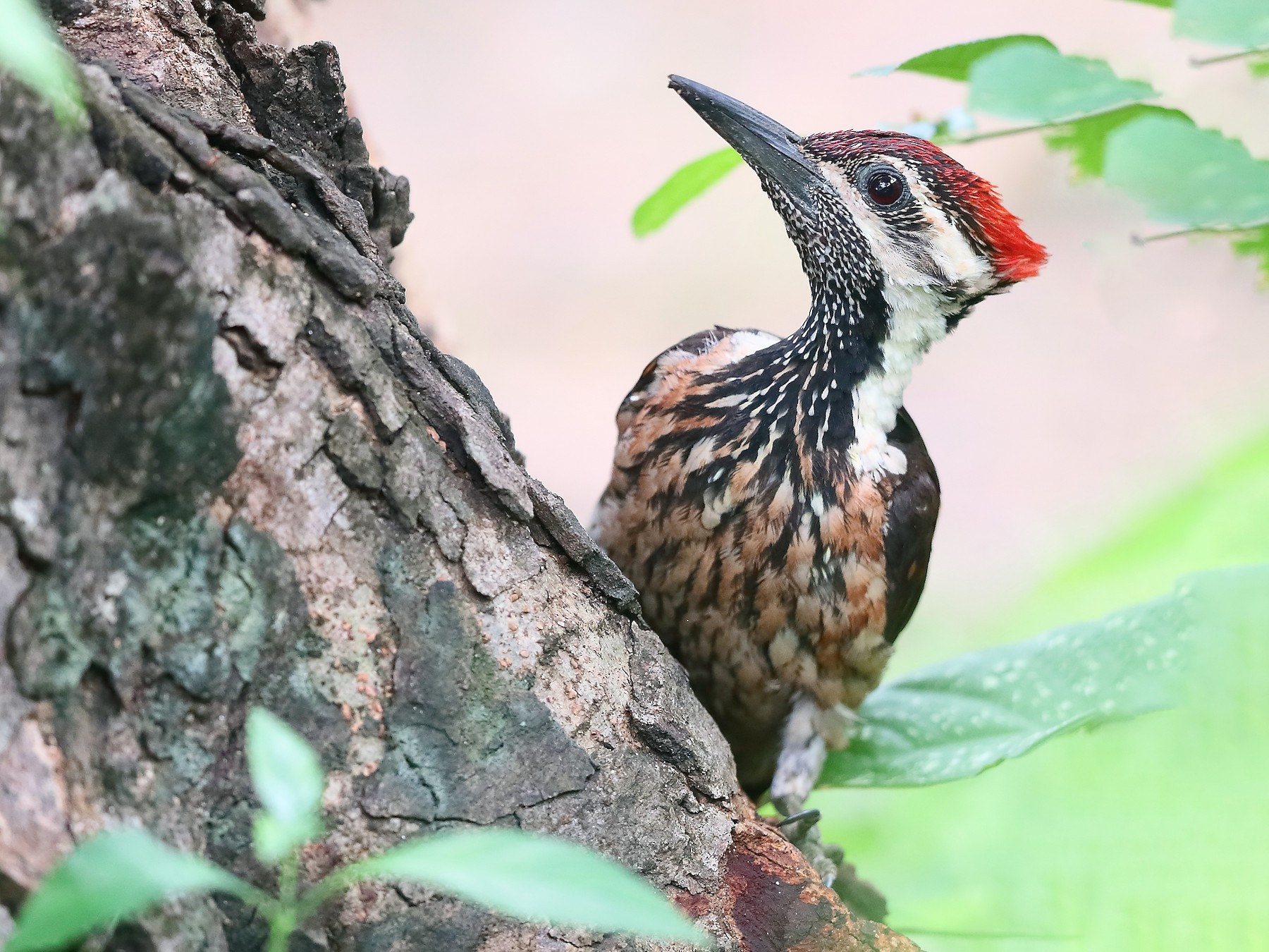 Red-backed Flameback - eBird