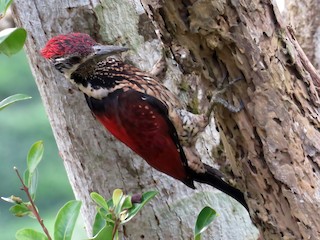 Red-backed Flameback - eBird