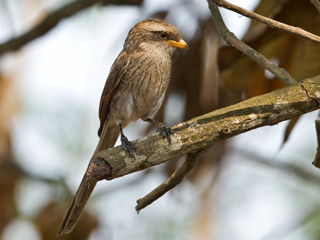 Yellow-billed Shrike - eBird