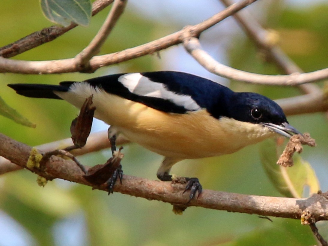 Yellow-bellied Hyliota - eBird