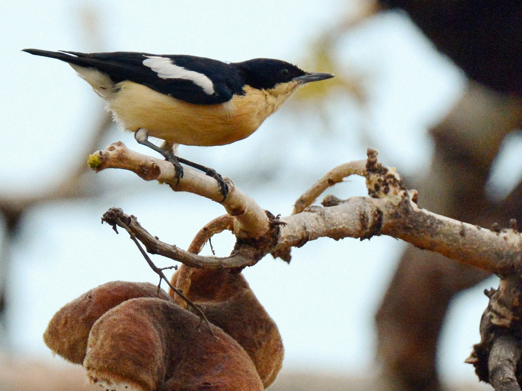 Yellow-bellied Hyliota - eBird
