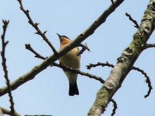 Usambara Hyliota - eBird