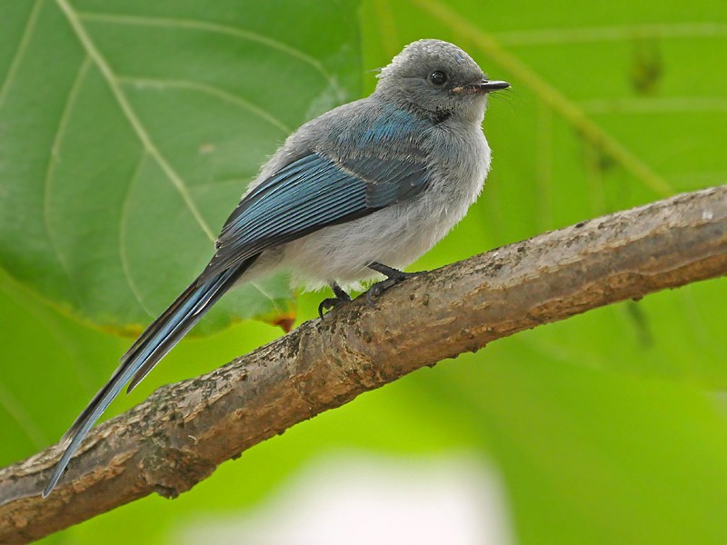 African Blue Flycatcher - eBird