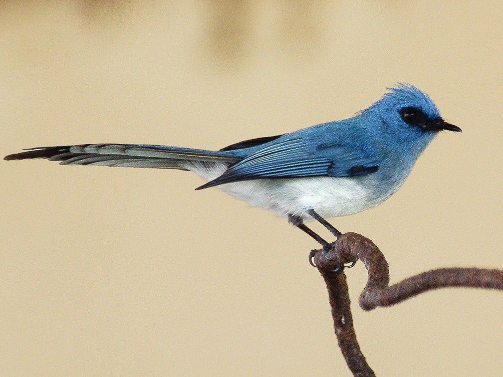 African Blue Flycatcher - eBird