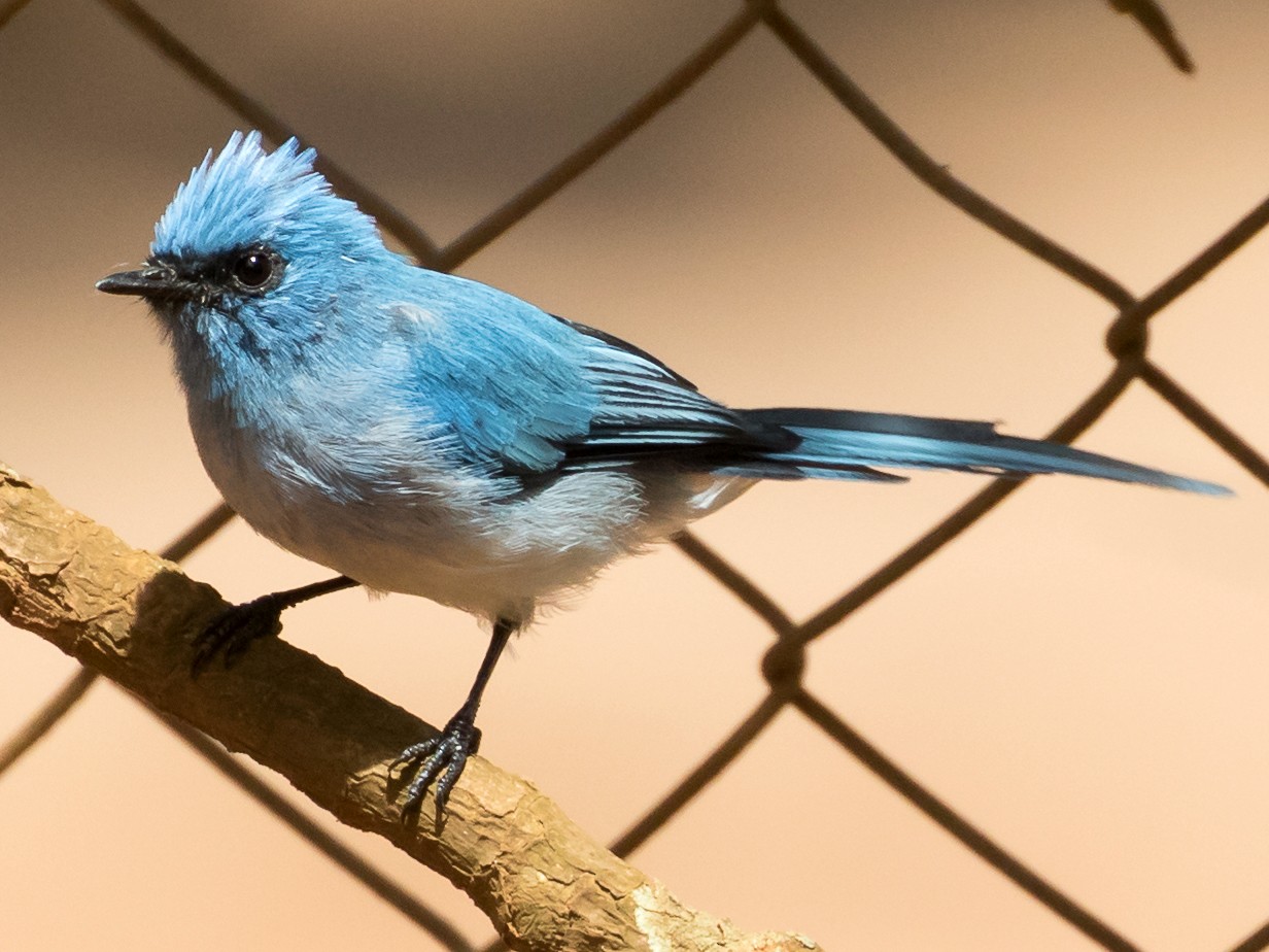 African Blue Flycatcher - eBird
