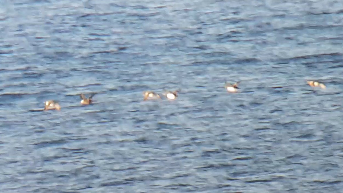 eBird Checklist - 26 Jul 2020 - East Sooke Regional Park--Beechey Head ...