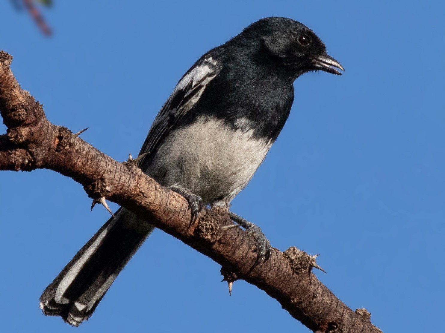 Juvenile Female Cardinal Charmaine Mcinnis Flickr