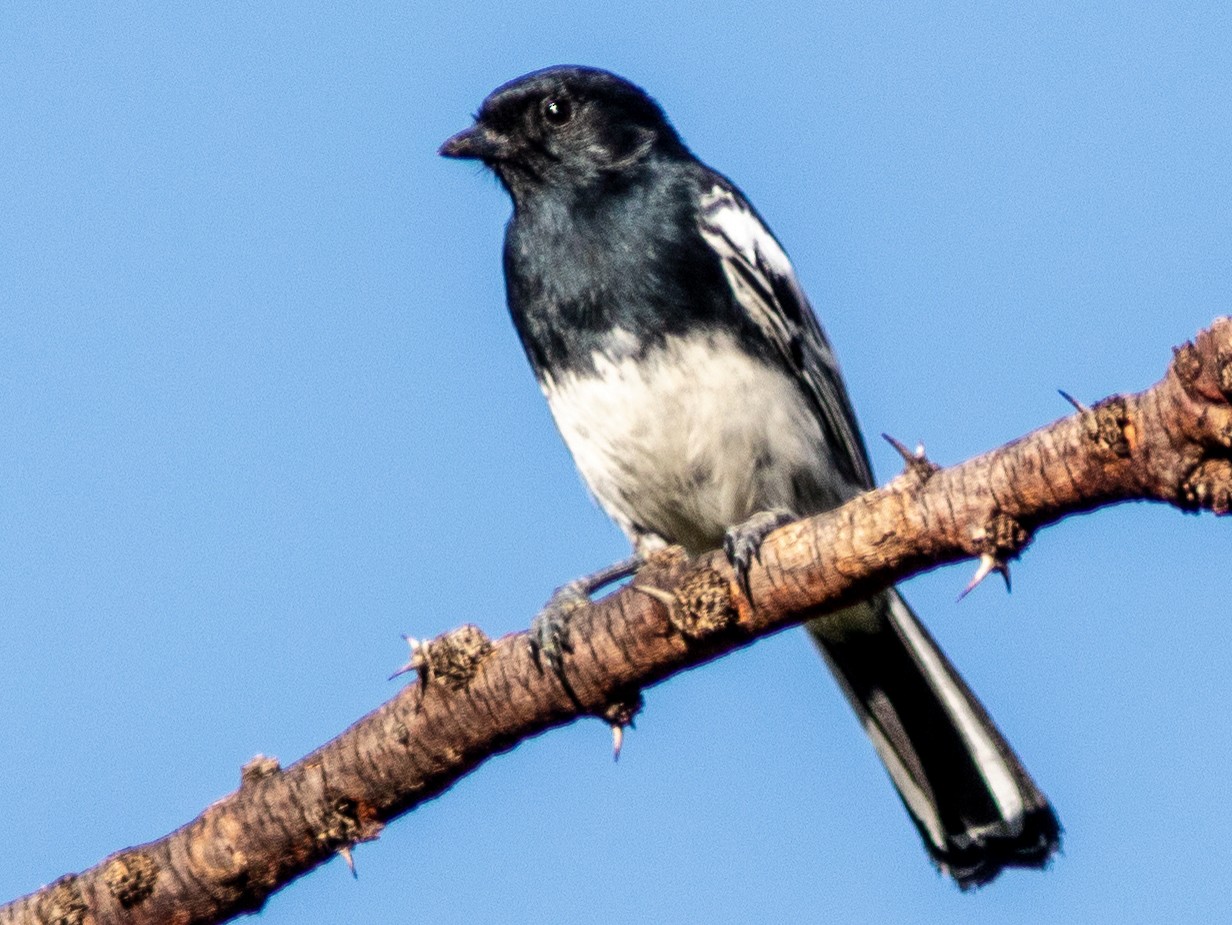 White-bellied Tit - eBird