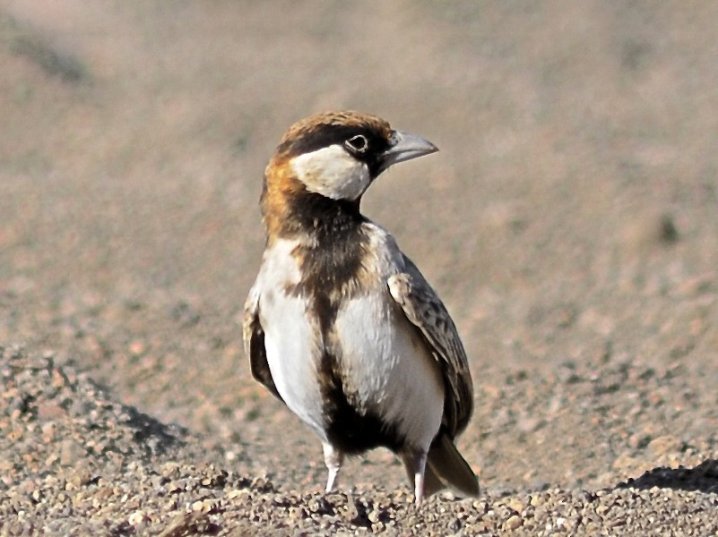 Fischer's Sparrow-Lark - eBird