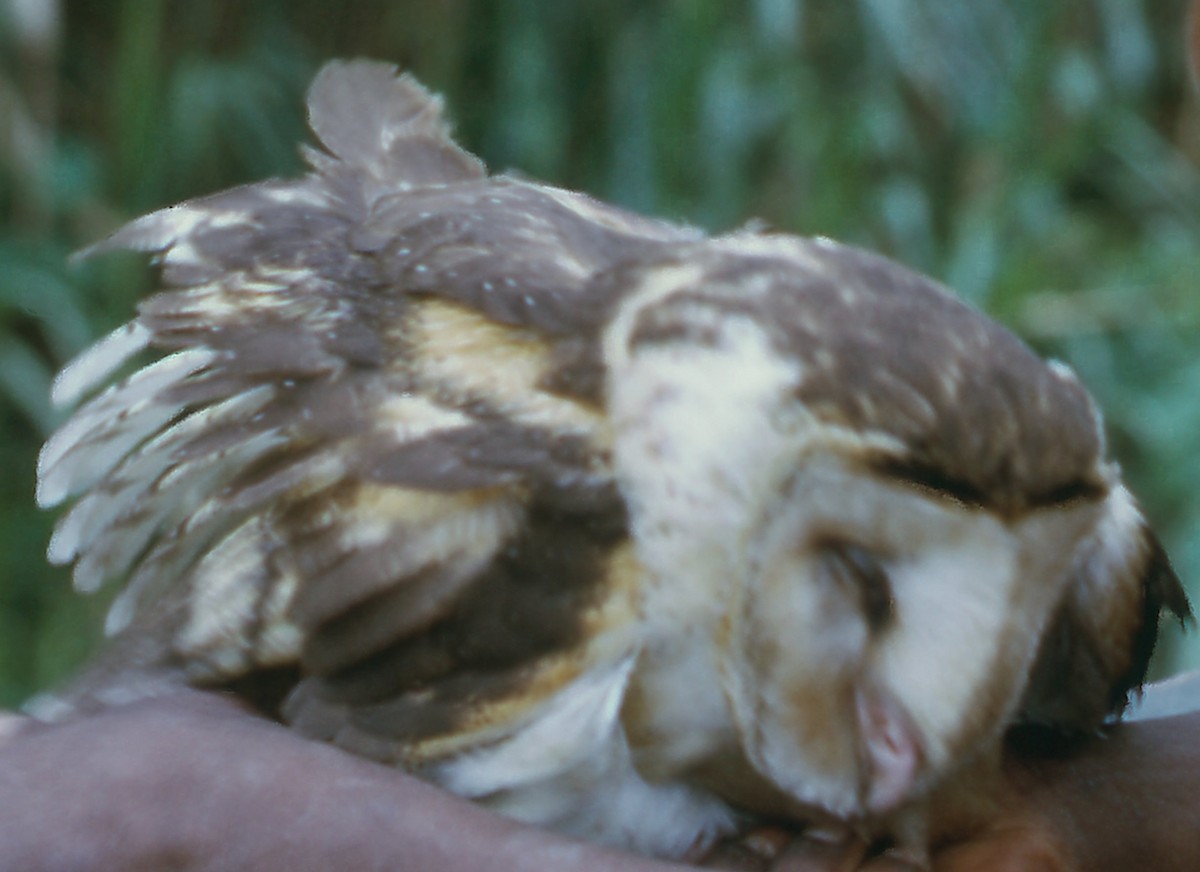 eBird Checklist - 26 Dec 1974 - Baiyer River Bird Sanctuary - 2 species